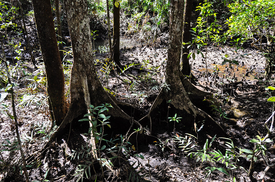 Cooktown to Cairns - Cairns Holiday Homes